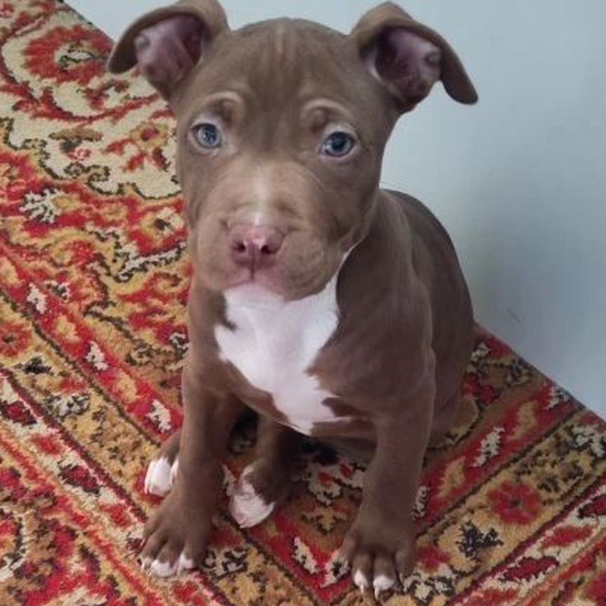 Американский булли, щенок