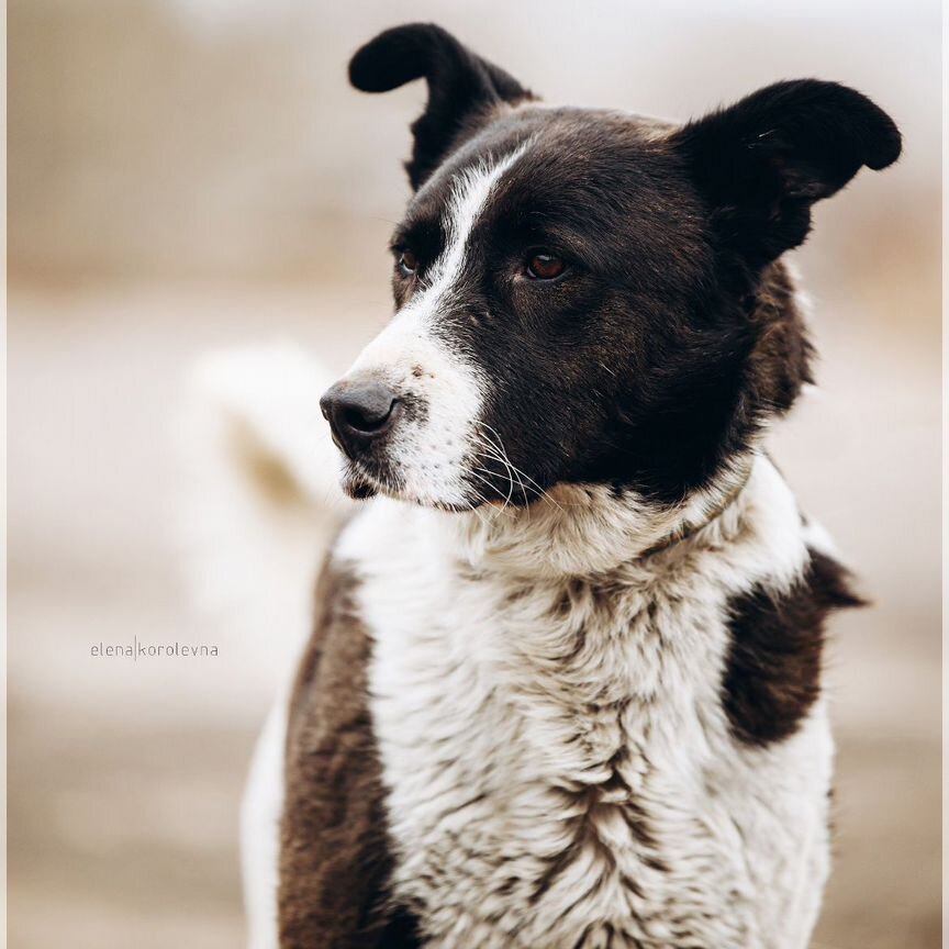 Взрослый пёс в добрые руки