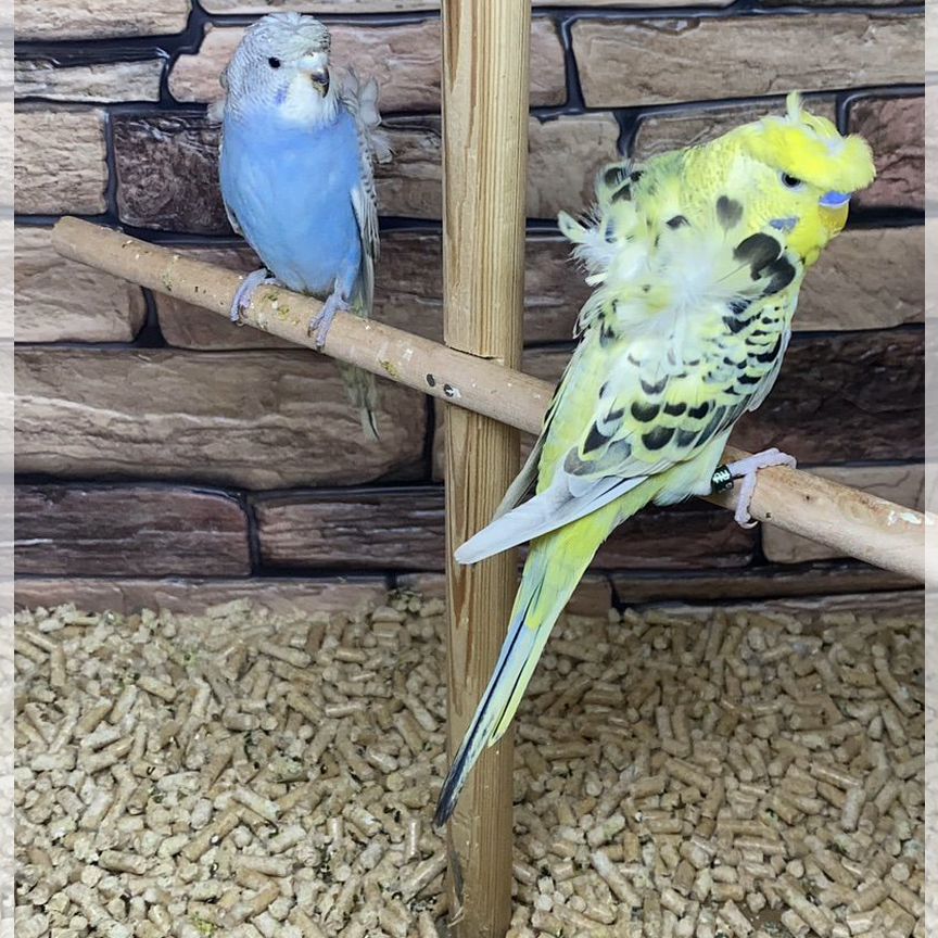 Попугай хагоромо