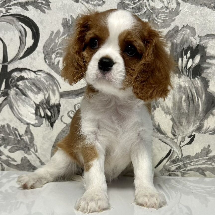 Кавалер кинг чарльз спаниель девочка