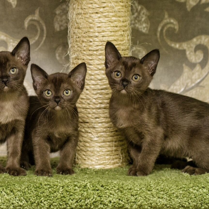 Клубные котята Европейскoй бурмы