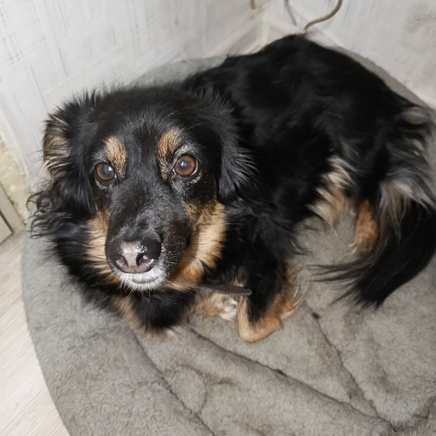 Взрослая собака в добрые руки