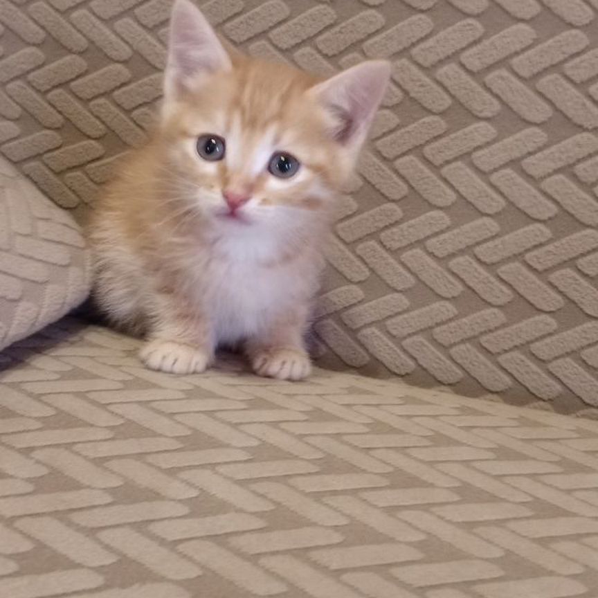 Котенок в добрые руки