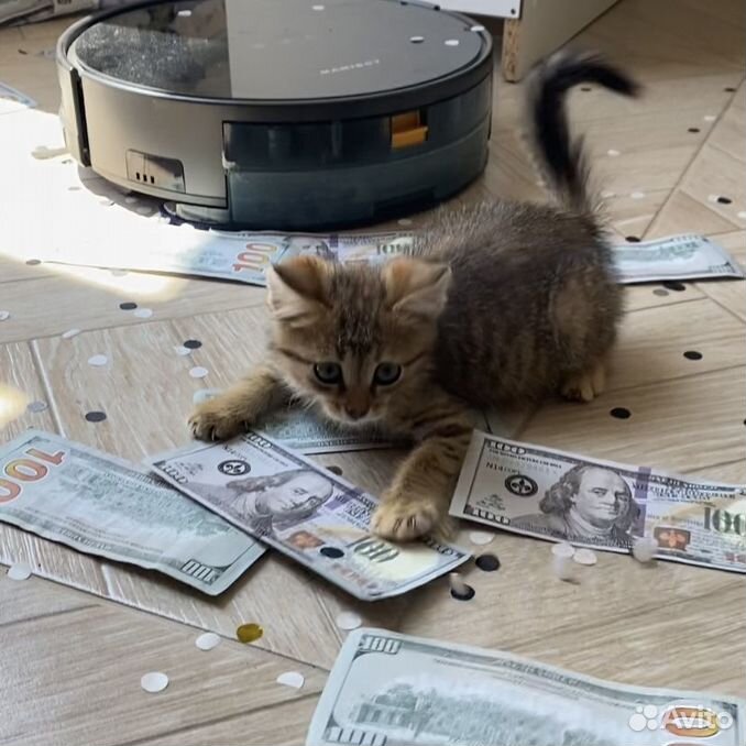 Котик, заряженный на денежное изобилие