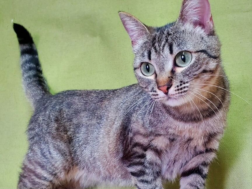 Тиша ищет семью и дом