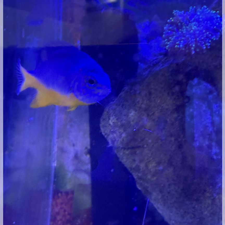 Морской аквариум