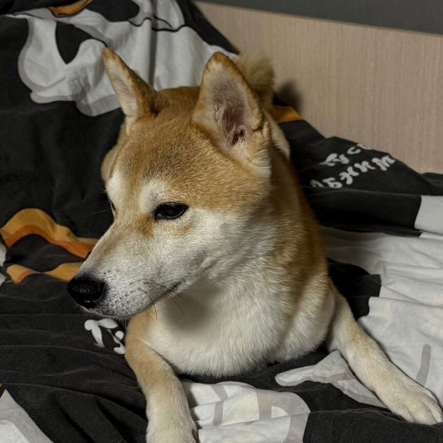 Сиба-ину, щенок