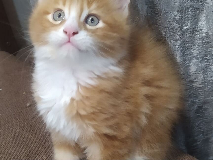 Котята мейн-кун