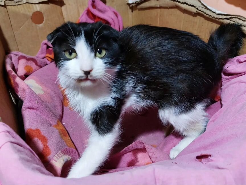 Котик вислоушка 5 месяцев