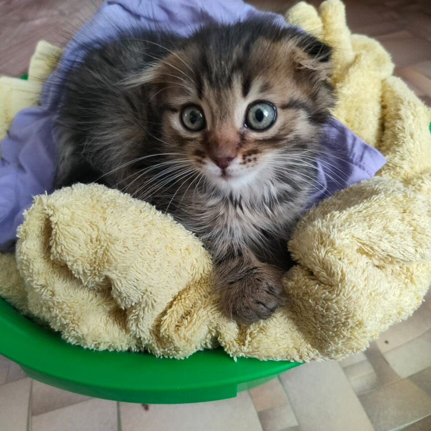 Котята вислоухие мальчики