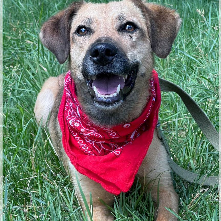 Маленькая собака ждёт тебя