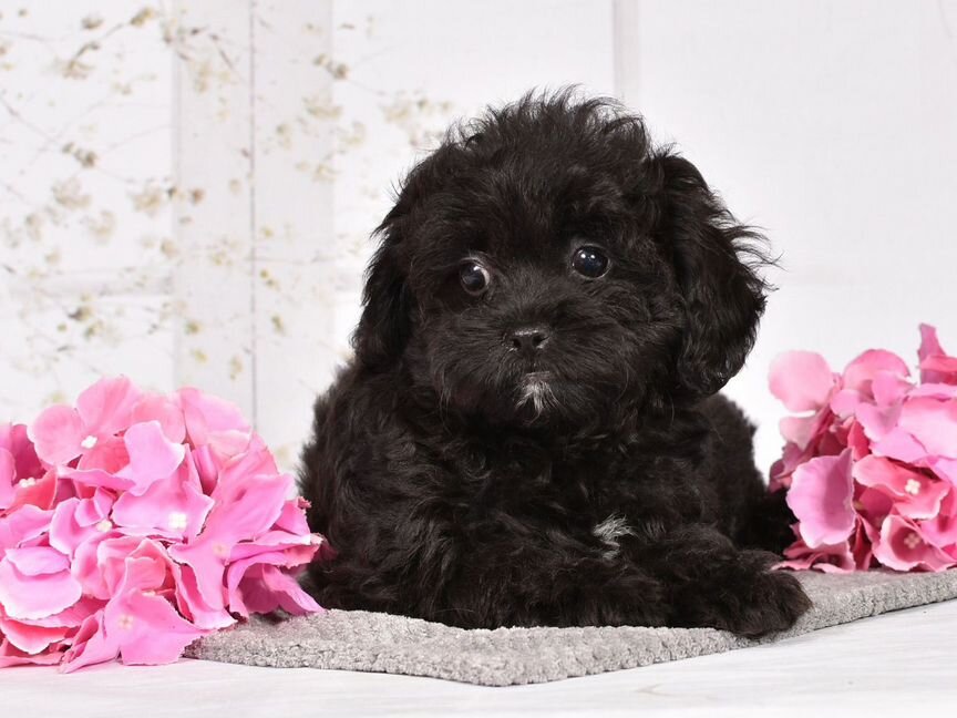 Мини девочка мальтипу ф1