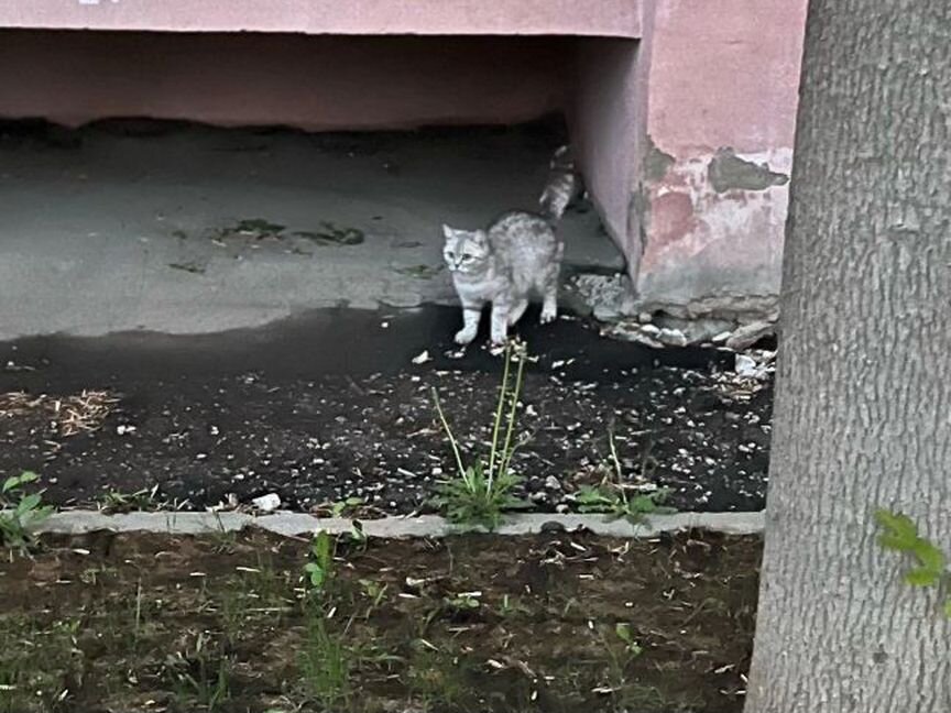 Кошечка с котятами