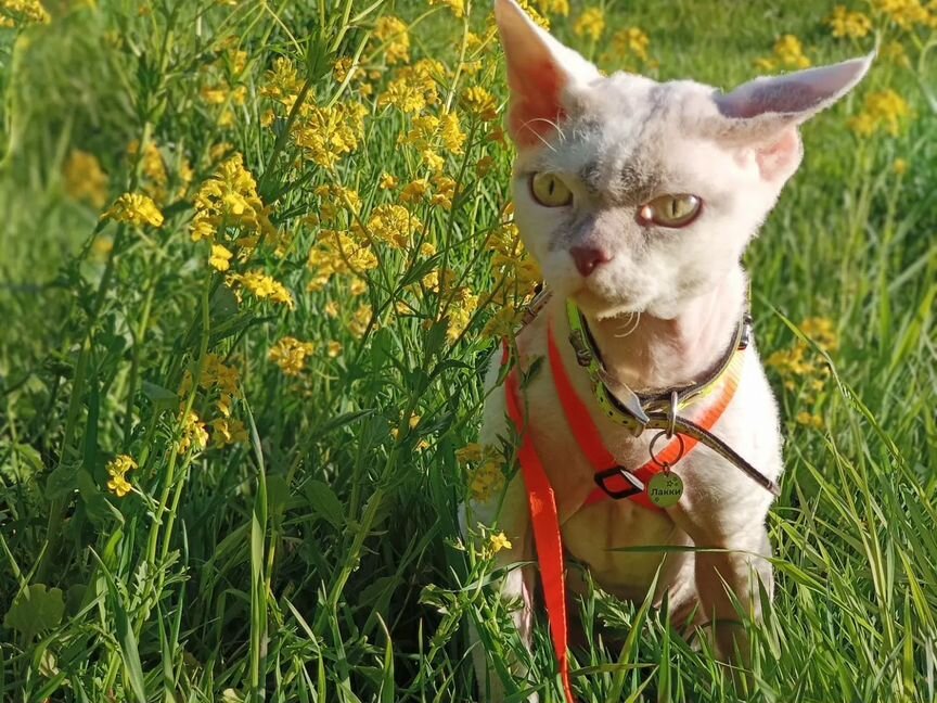 Девон-рекс котик в разведение