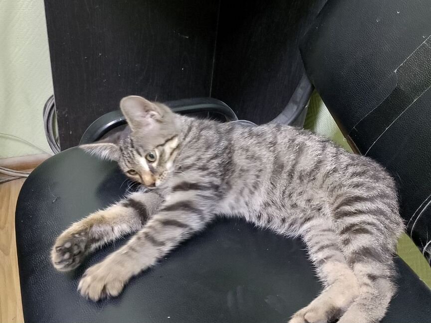 Котик