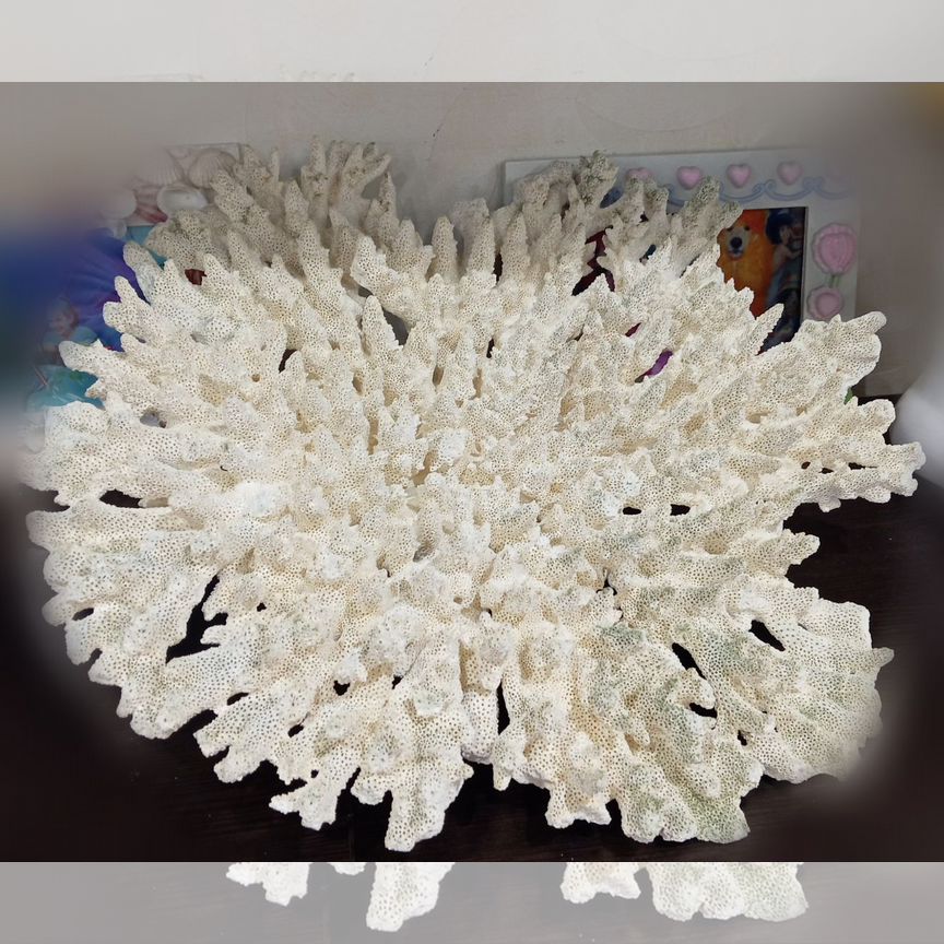 Кораллы натуральные