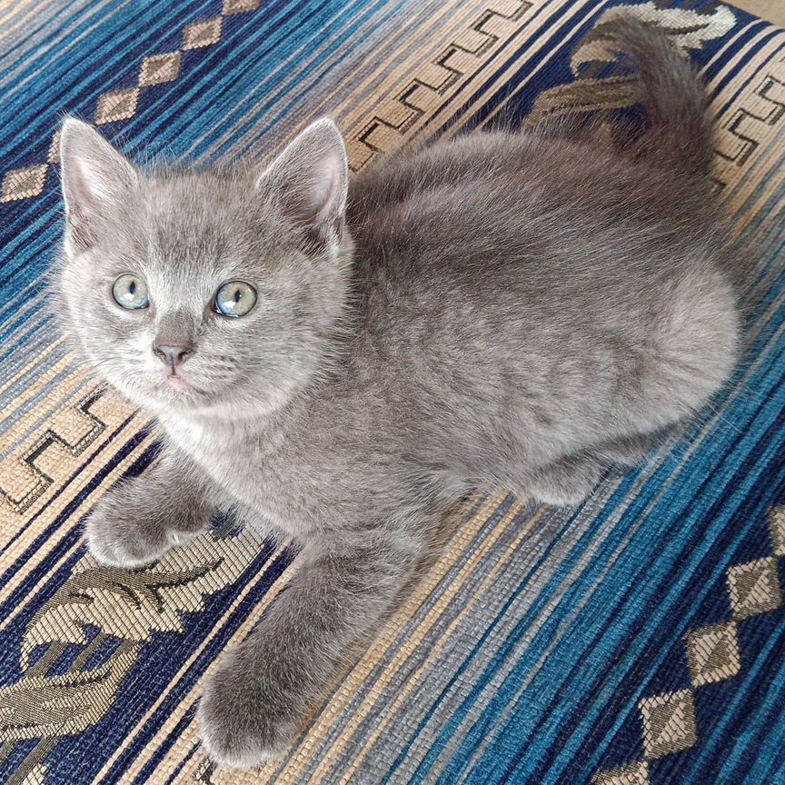 Ласковый британский котенок