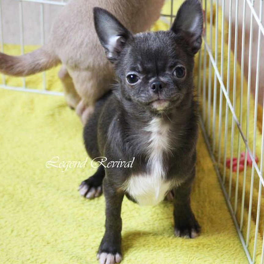 Чихуахуа, щенок