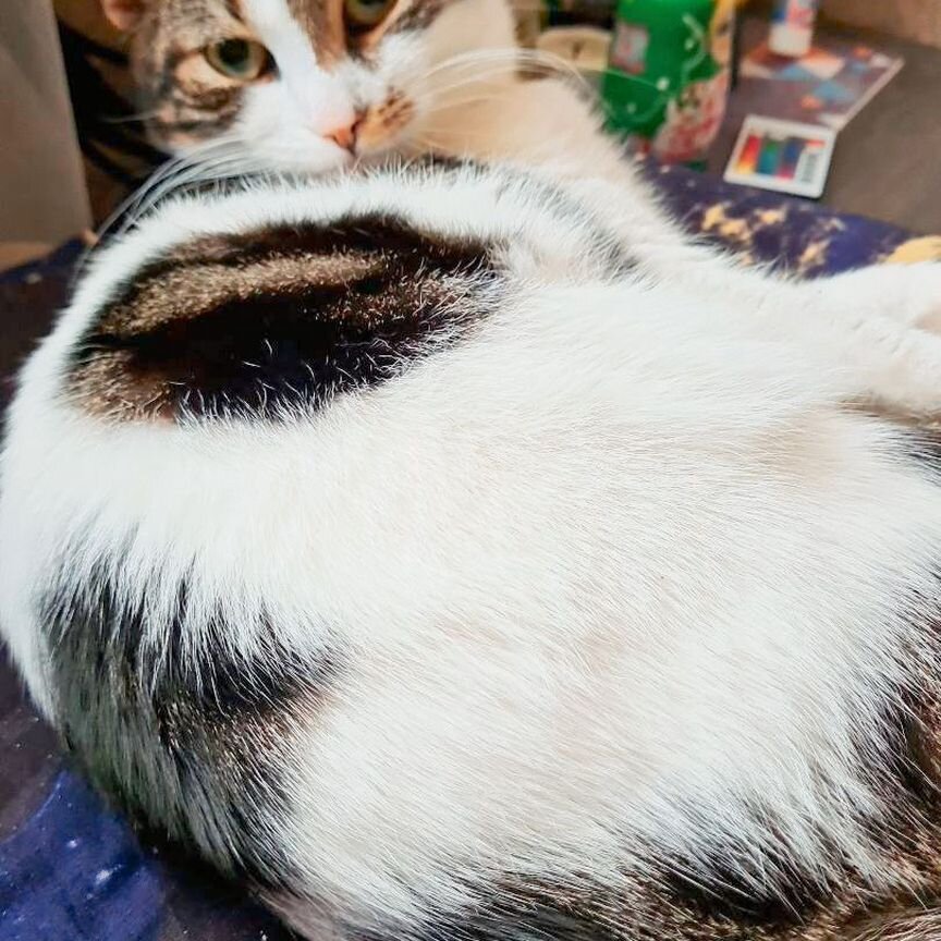 Кот Барсик