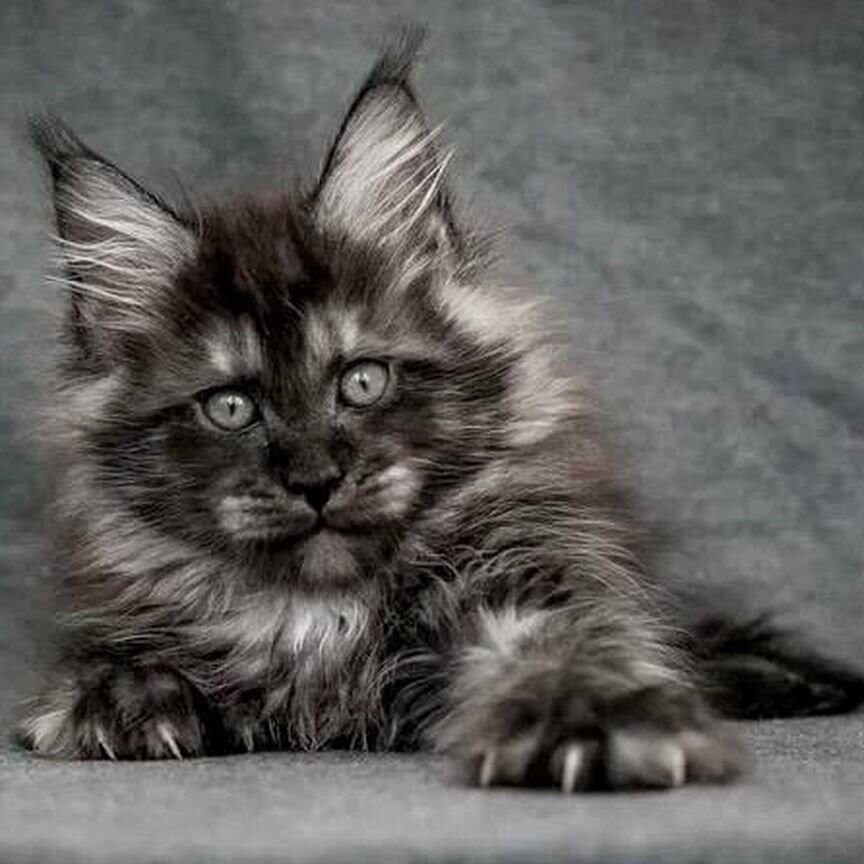 Мейн-кун котёнок