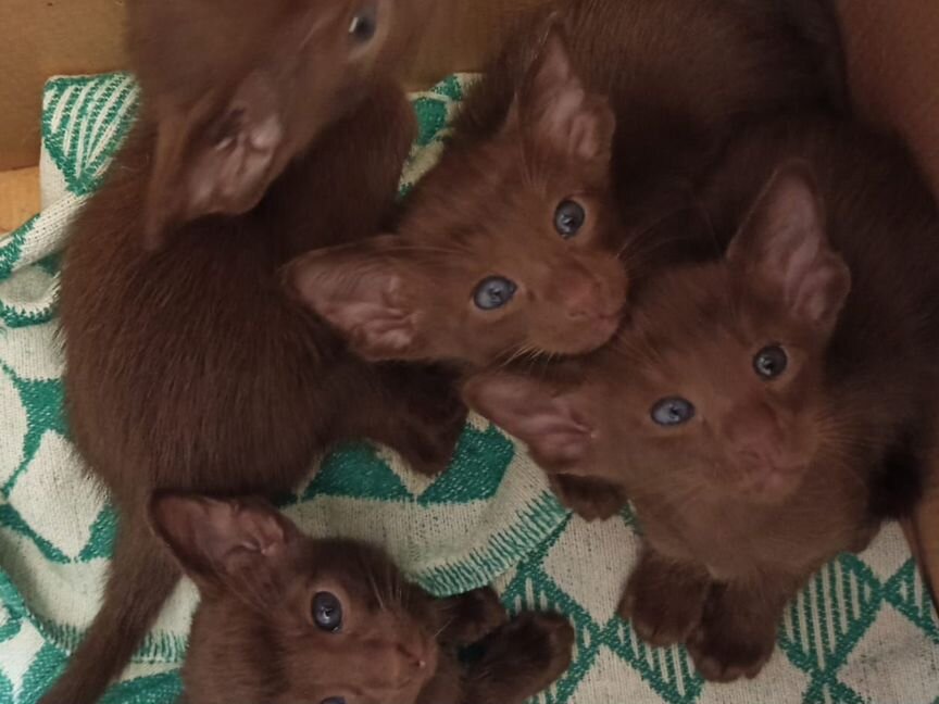 Ориентальные котята