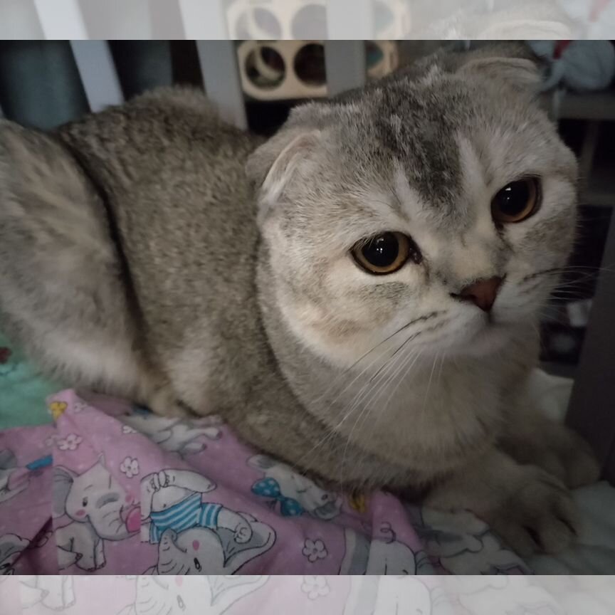 Британский кот вязка