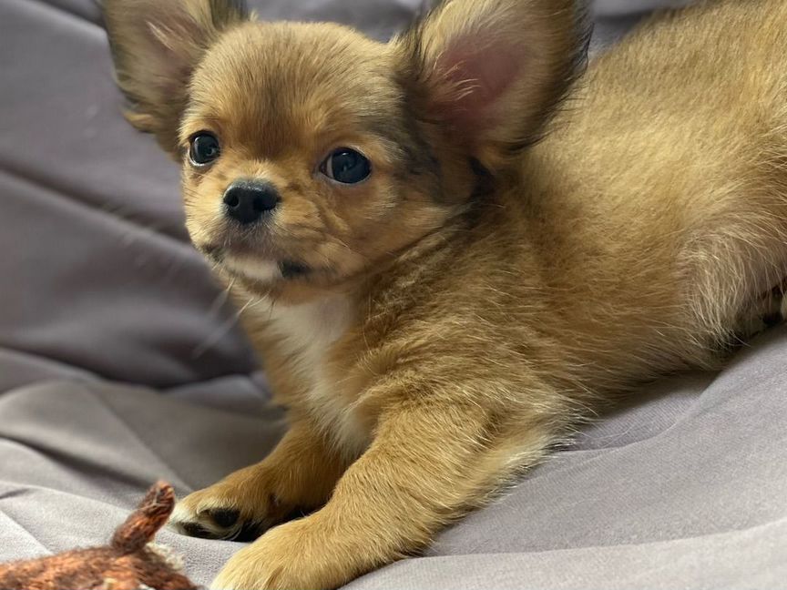 Рыжий красавчик Симба