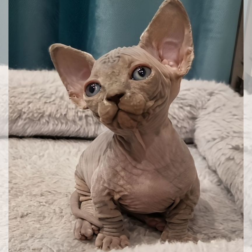 Бамбино котёнок