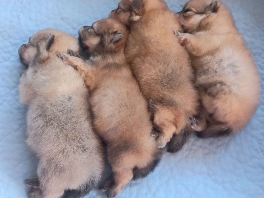 К 8 марта миники шпицульки