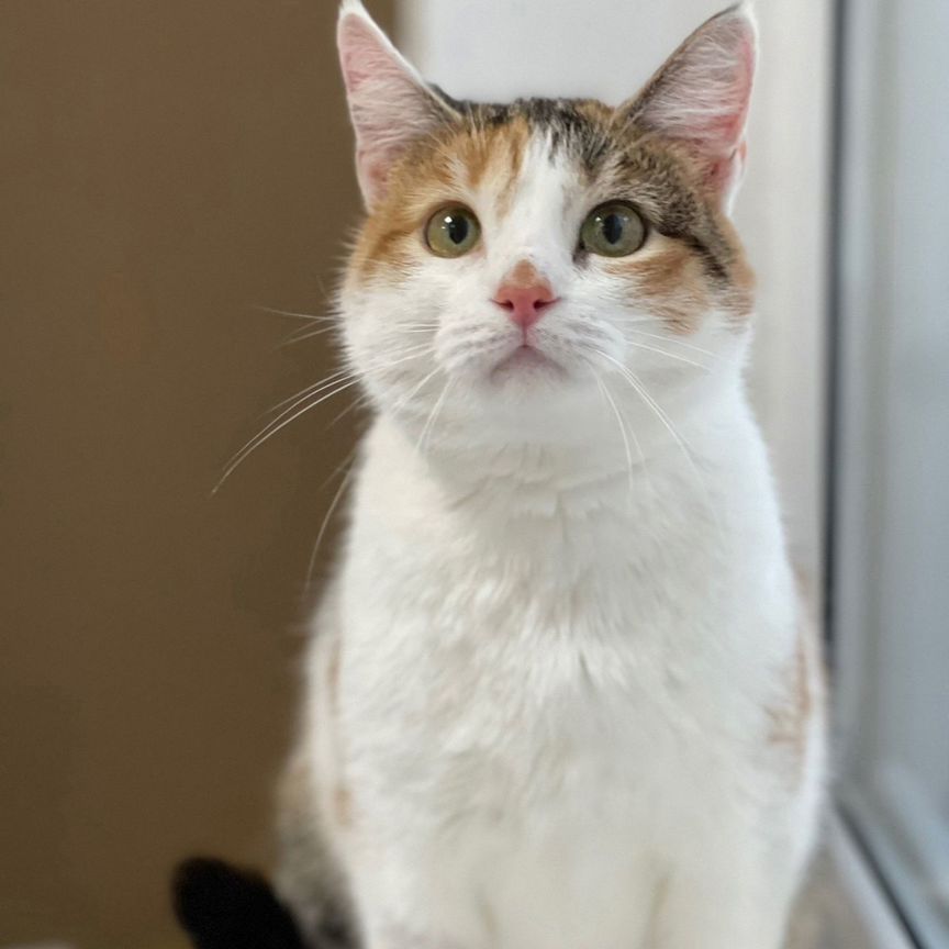 Кошка в добрые руки Нижний Новгород