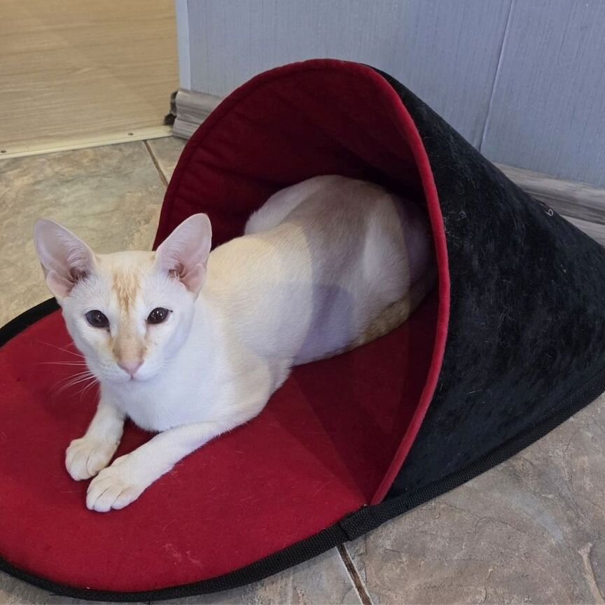 Ориентальная короткошёрстная, взрослая кошка