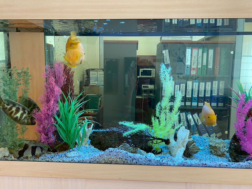 Аквариум с тумбой и рыбками