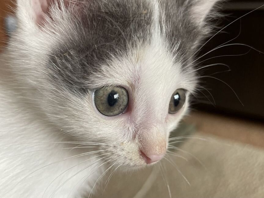 Котенок (девочка) в добрые руки, приучена к лотку