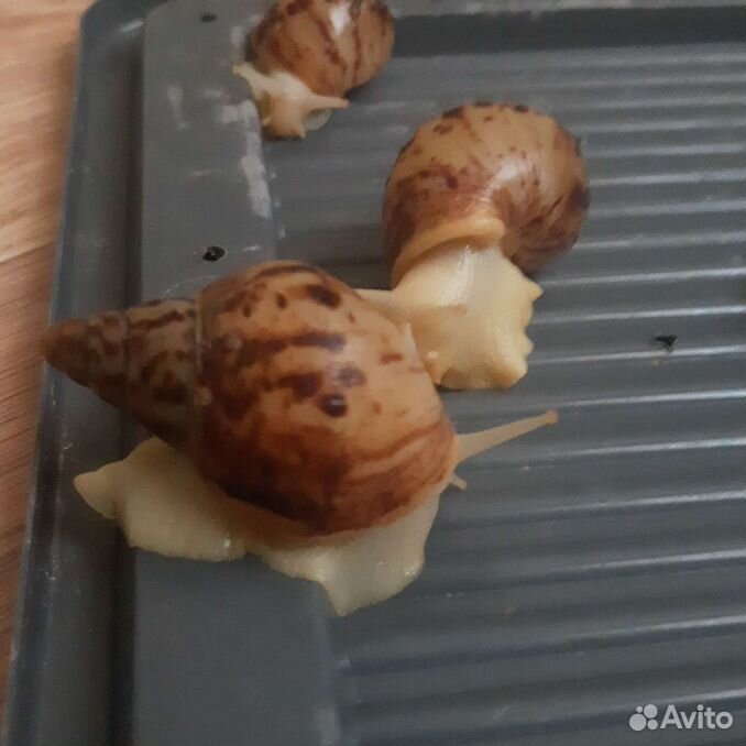 Улитки ахатины маленькие