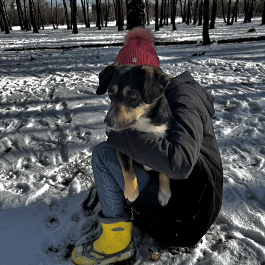 Маленькая соьачка страдает в приюте