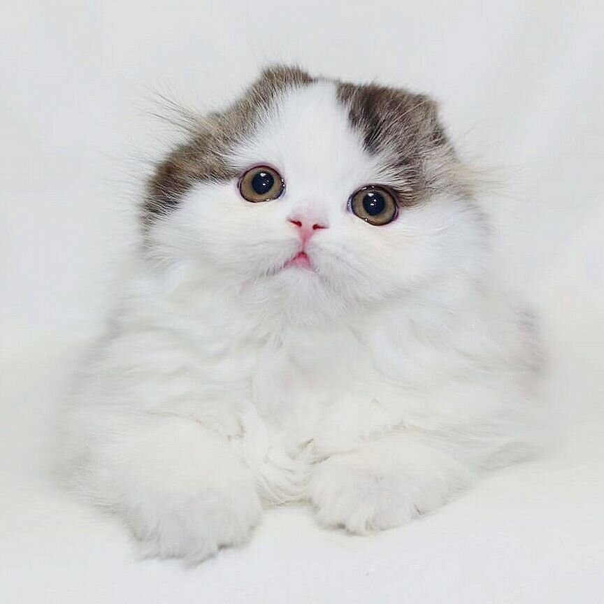 Очаровательный Малыш