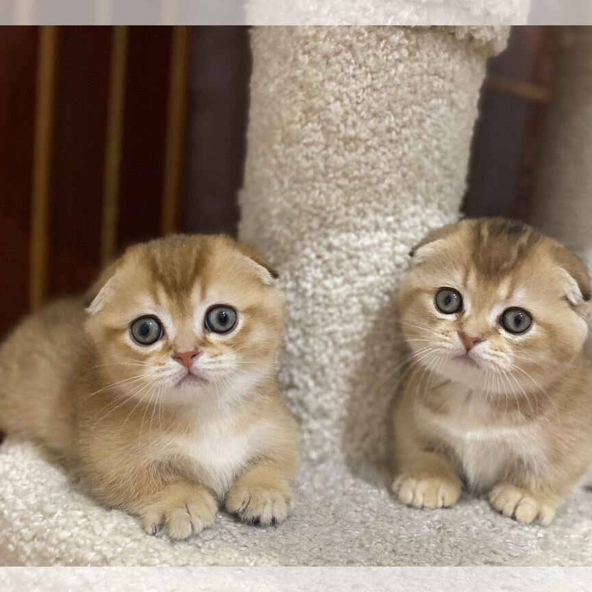 Манчкин котёнок