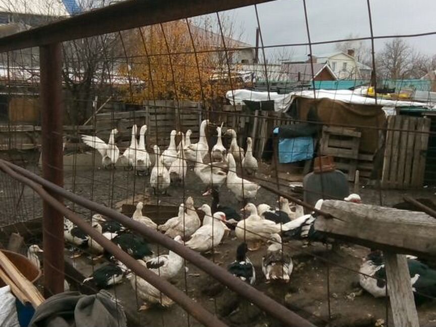 Куры,Цыплята,Гуси,Индюшки,Индоутки