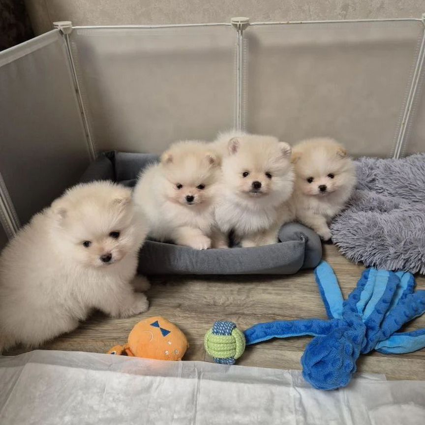 Померанский шпиц, щенок