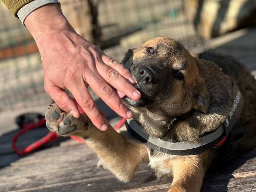 Собака в добрые руки даром