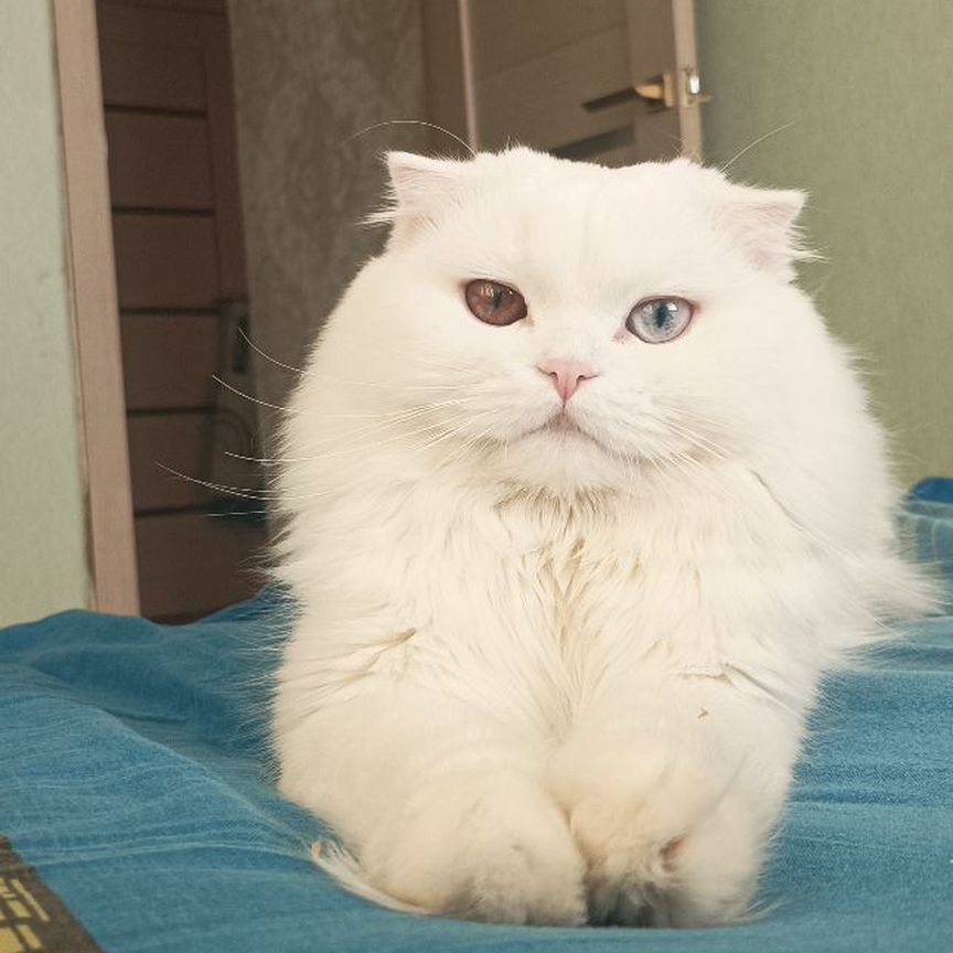 Шотландский кот вязка (хайленд фолд)