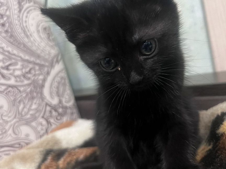 Продам кошечку 1,5 мес