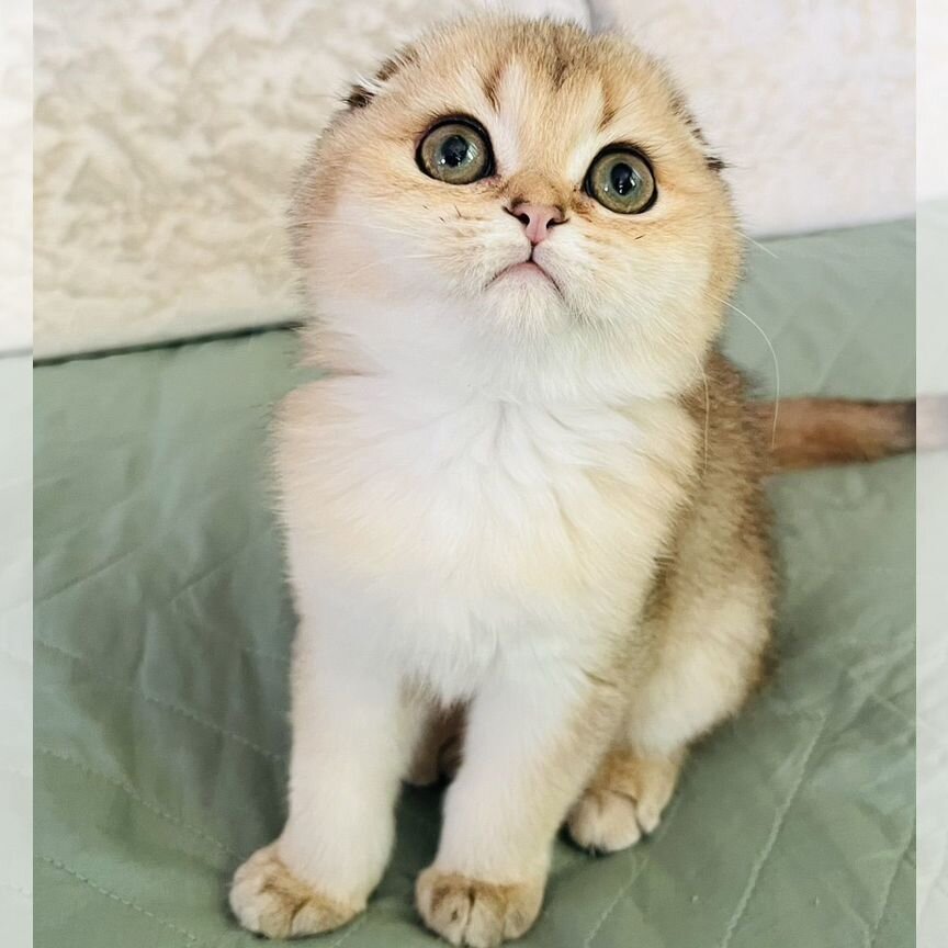 Шотландский котик