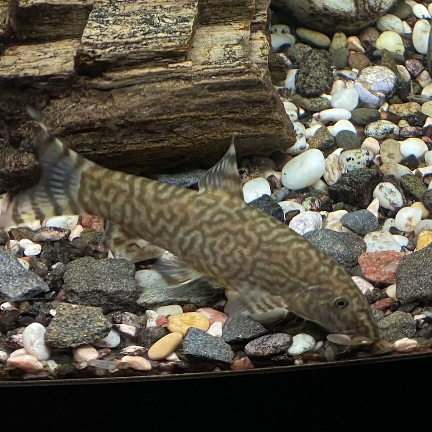 Боция мраморная