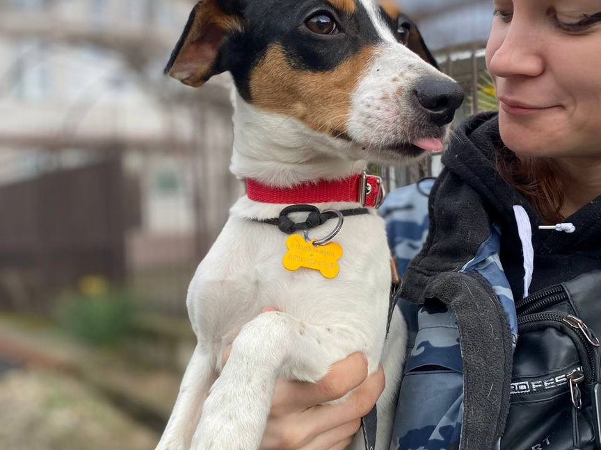 Парсон рассел терьер джекрассел