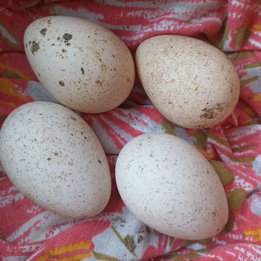 Инкубационное яйцо индейки