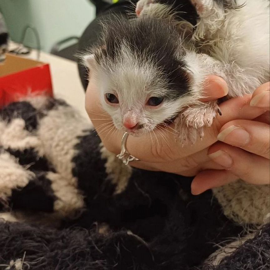 Нужна кормящая кошка