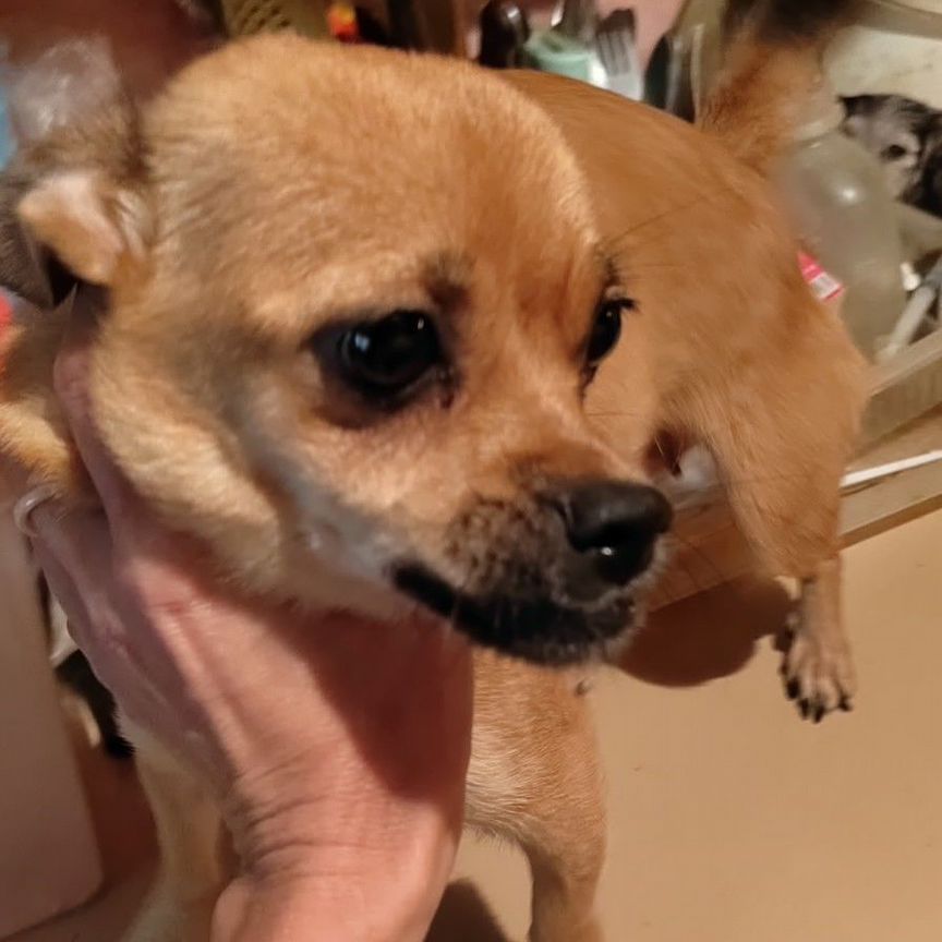 Карликовый пинчер