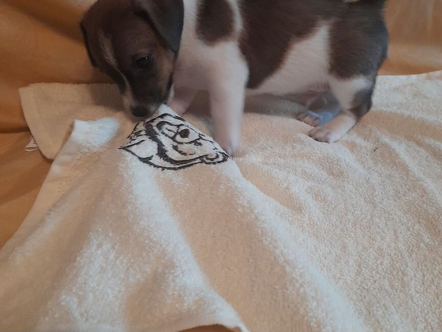 Щенки джек Рассел терьер