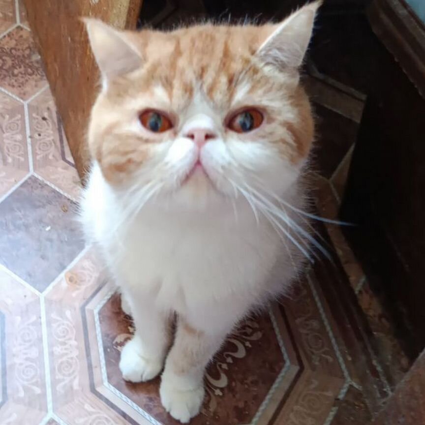 Персидский котёнок